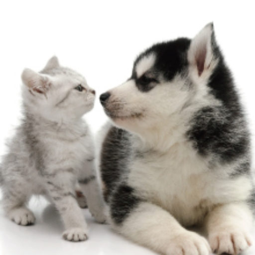 通信販売掲載項目 Haere Mai – BACK TO BASICS®